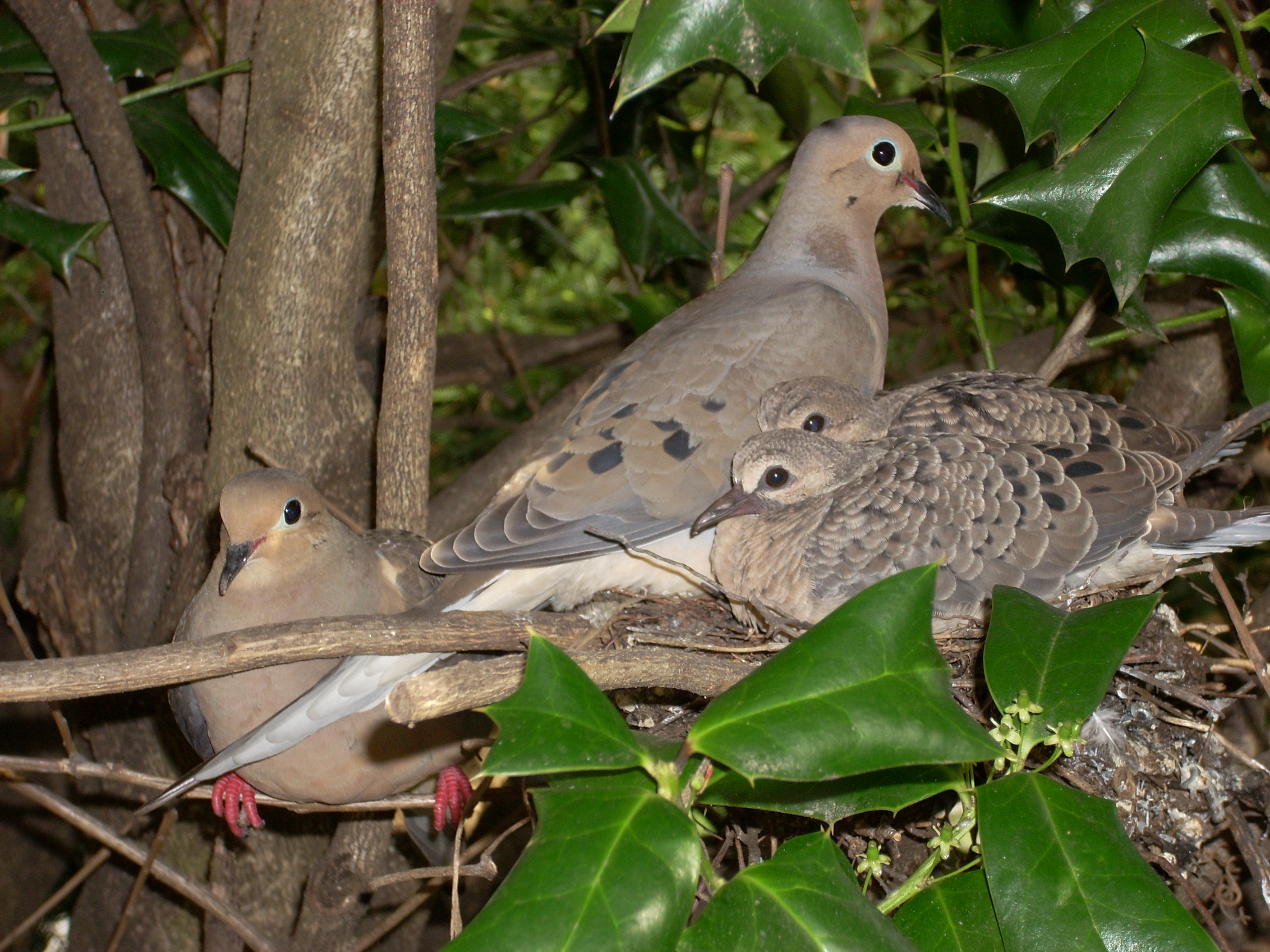 fledging mourning doves – In the Woods