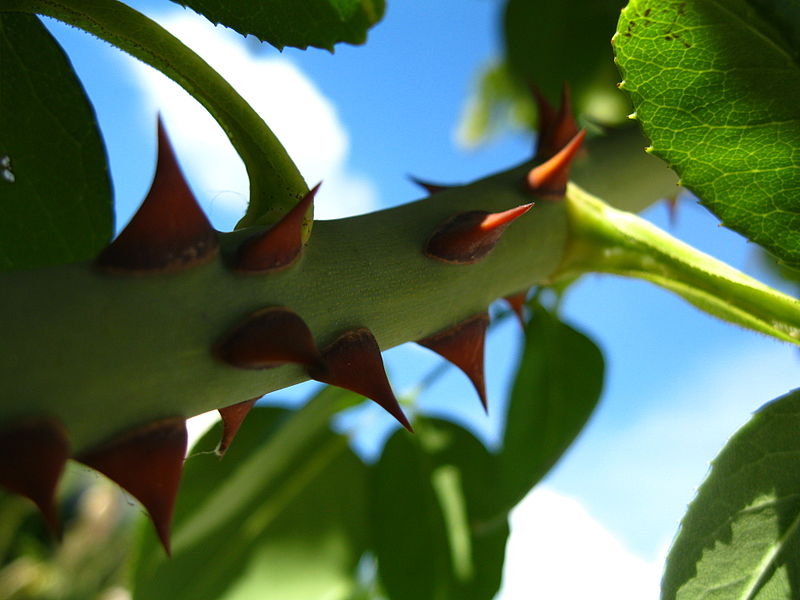 a thorn in the foot – In the Woods