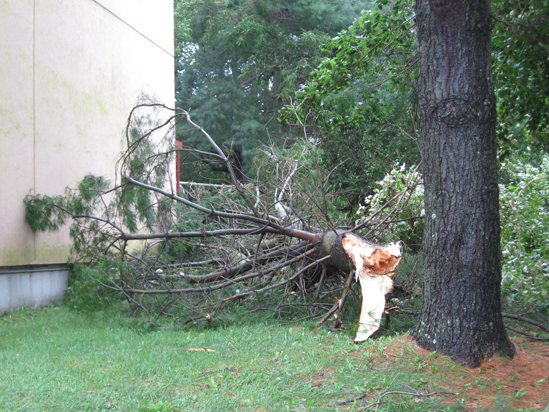 downed trees – In the Woods