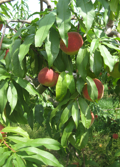 peach season – By the Sea