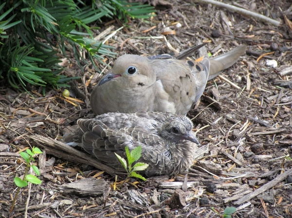mother and child – In the Woods