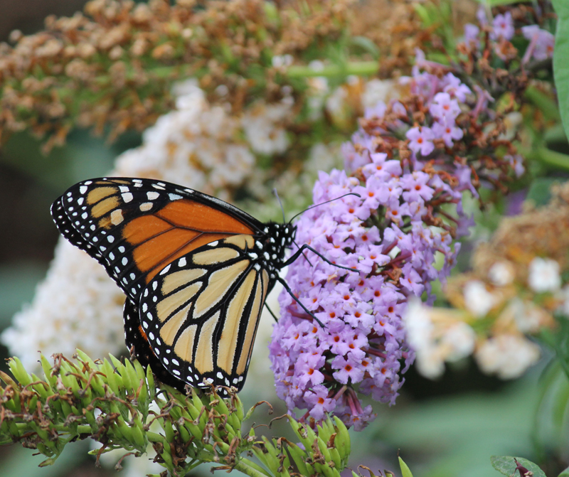bright wings of autumn – In the Woods