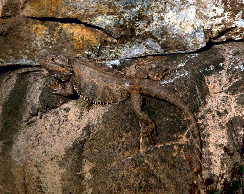a live dragon – In the Woods