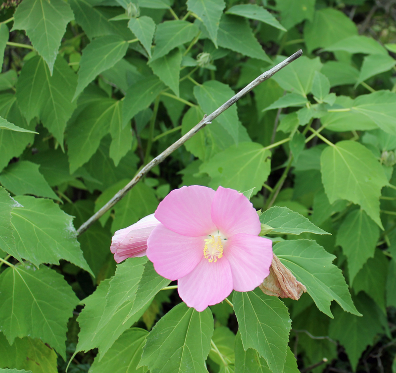 swamp rose mallow – In the Woods