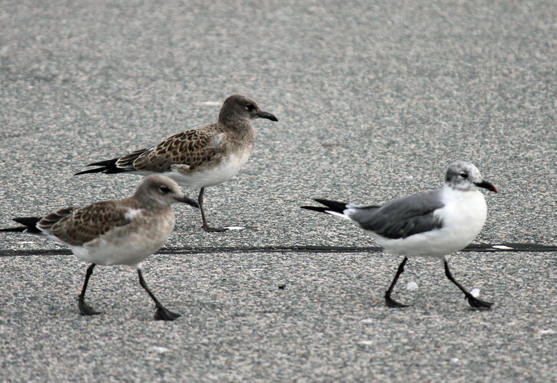 identifying gulls – In the Woods