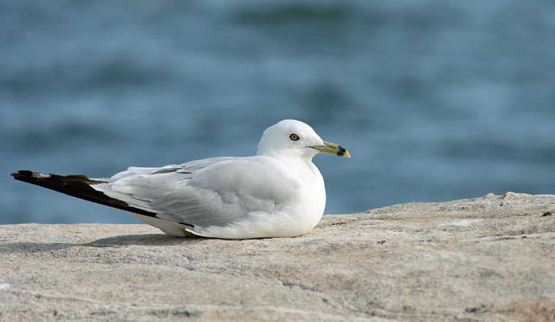 gull photo shoot – In the Woods