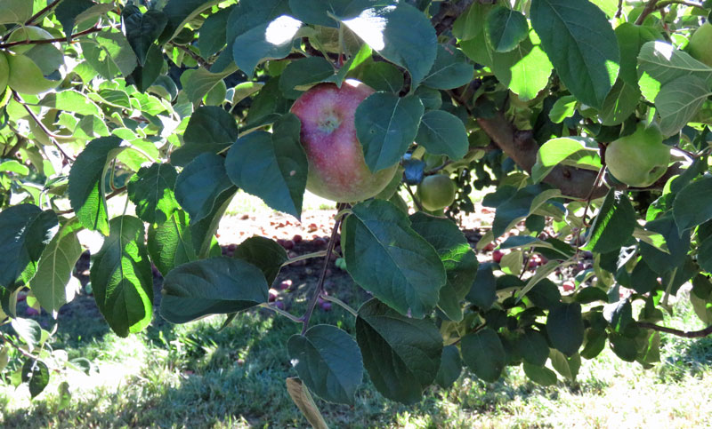 indolent-ripe on the tree – In the Woods