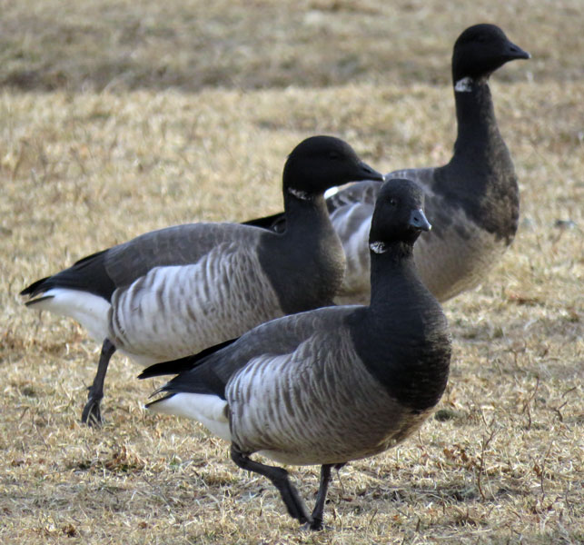 an abundant small goose – By the Sea