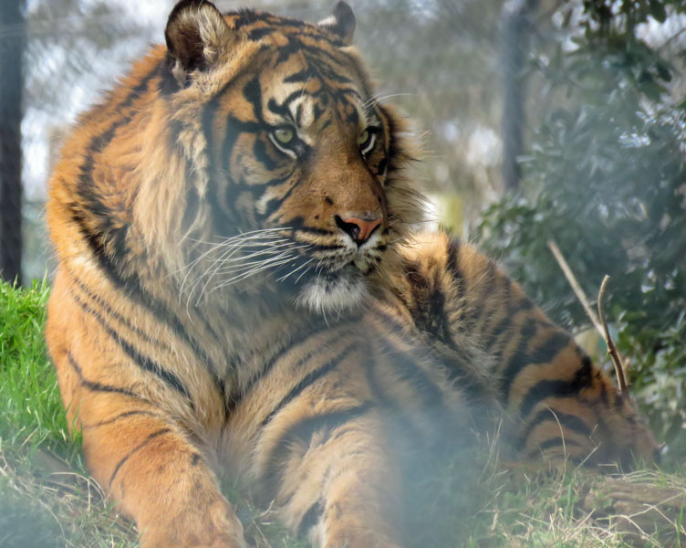 a tiger that devours me – In the Woods