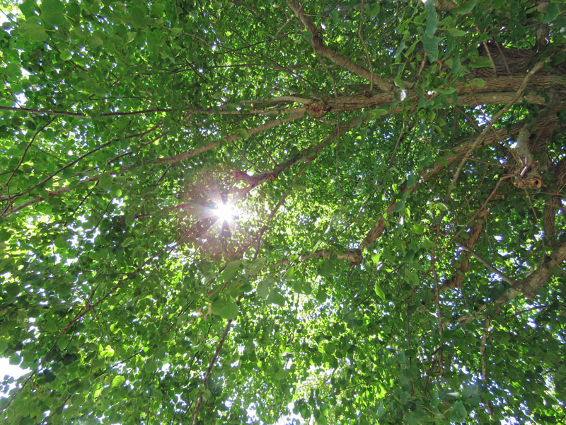 comfort – In the Woods