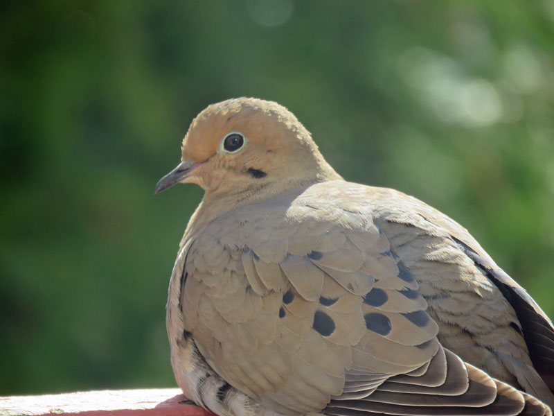 visit from a mourning dove – In the Woods