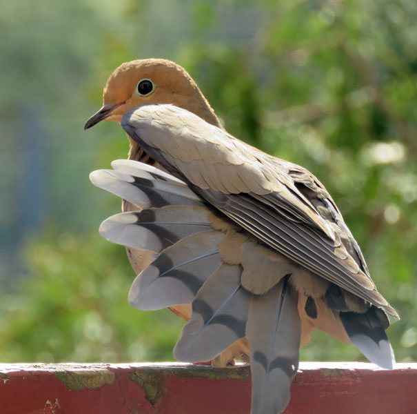 visit from a mourning dove – By the Sea