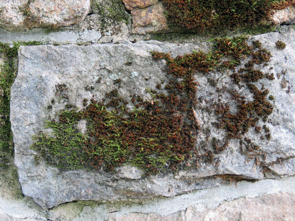 the muggies are back – In the Woods