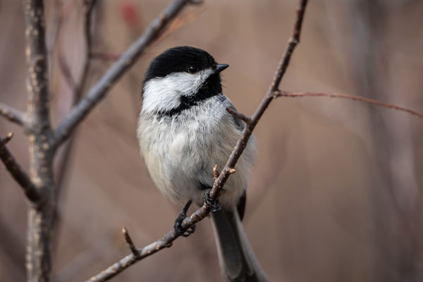 chickadee memories – In the Woods