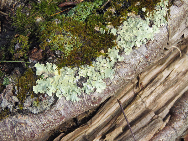 tipping rock – In the Woods