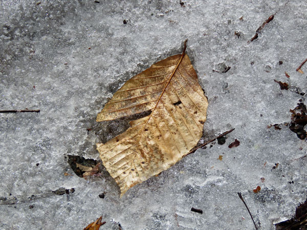 tipping rock – In the Woods