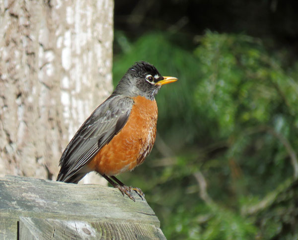 salt marsh, forest and scrubland – In the Woods