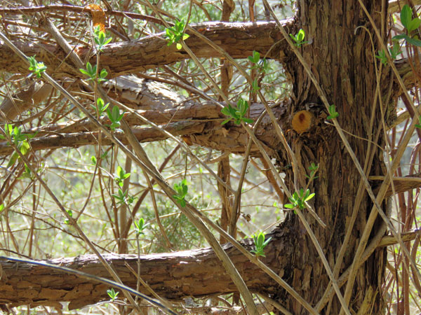 natural stone throne – In the Woods