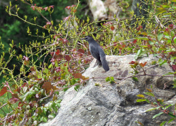 to whole handfuls of jewels – In the Woods