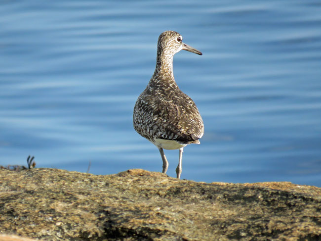 gull, oystercatcher, willet – In the Woods