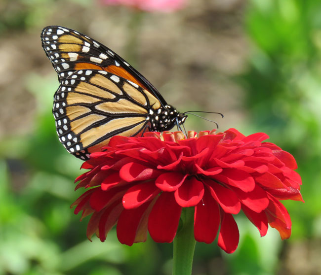 summer butterflies and bees – In the Woods