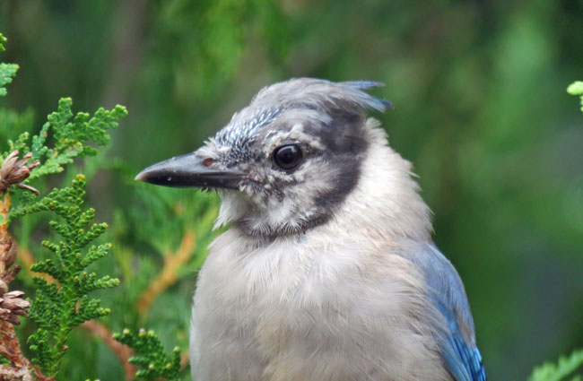 my new molting friend – In the Woods
