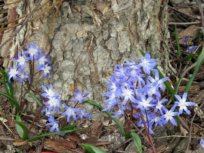 five days later – In the Woods