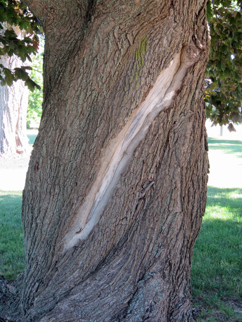 copper beech healing – In the Woods