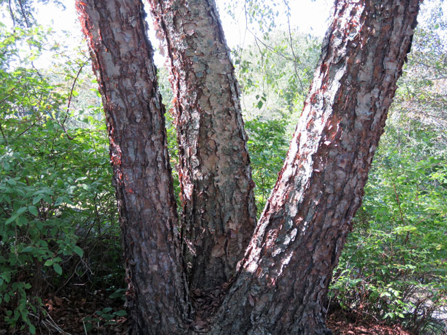 how to take a walk – In the Woods