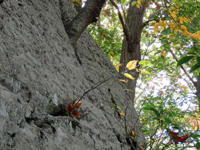 walking along a ledge – In the Woods