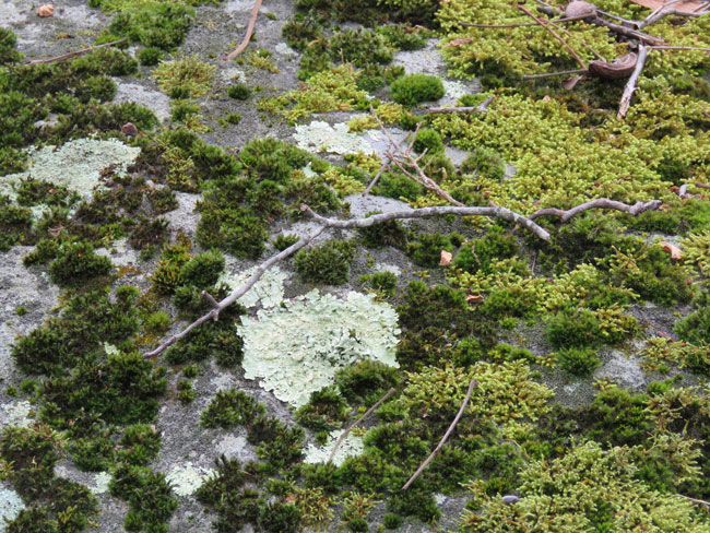 moss, raptors, skunk cabbage – By the Sea