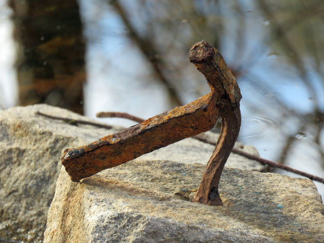 moss, raptors, skunk cabbage – In the Woods