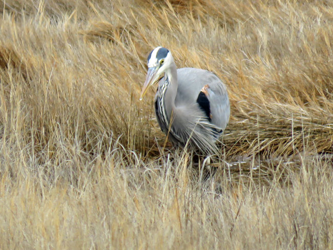 waterbirds in the tidal marsh – In the Woods