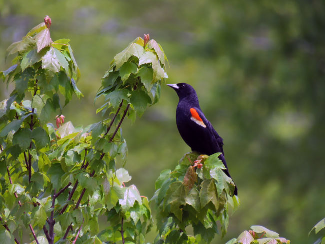 delicious ambiguity – In the Woods