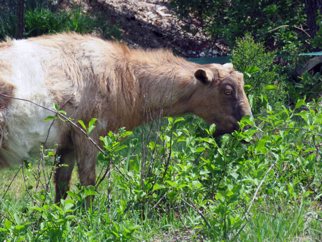 the light-footed goats – In the Woods