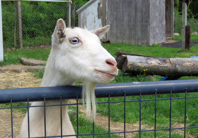 the light-footed goats – In the Woods