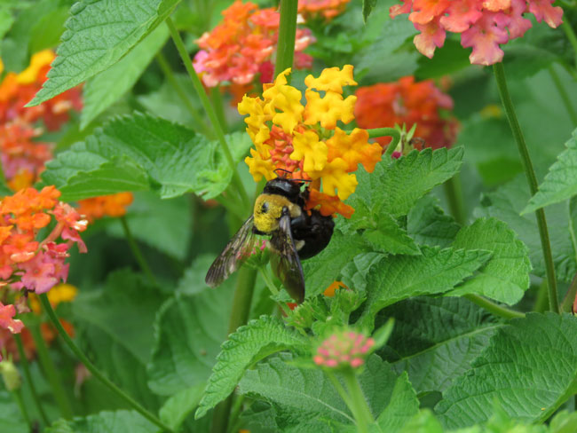 for a bee’s experience – In the Woods