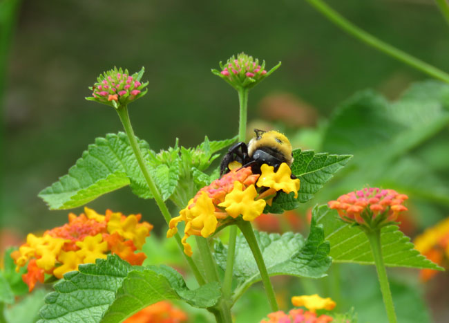 for a bee’s experience – In the Woods