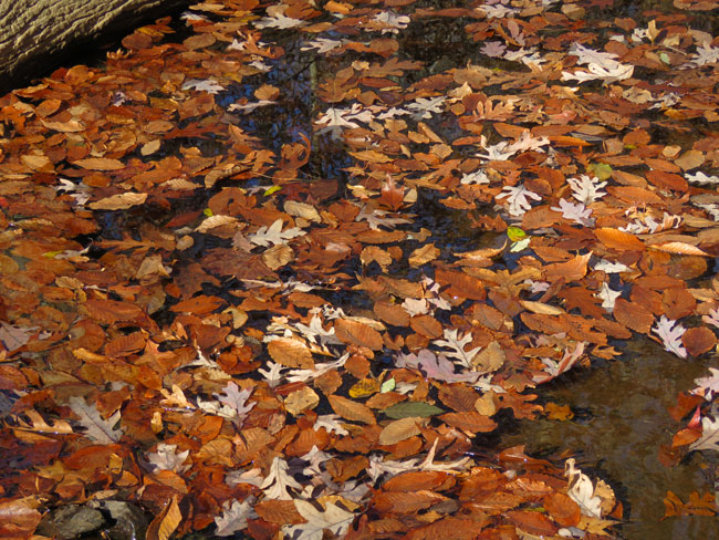 fading autumn – In the Woods