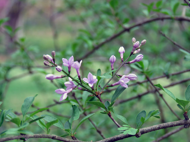 early spring in the arboretum – In the Woods