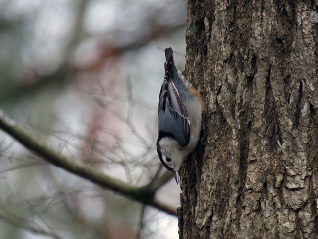 to the small things hardly noticeable – In the Woods