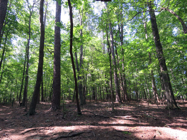 under the trees – In the Woods