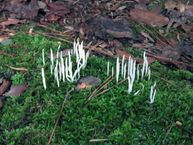 damp, dark and dreary – In the Woods